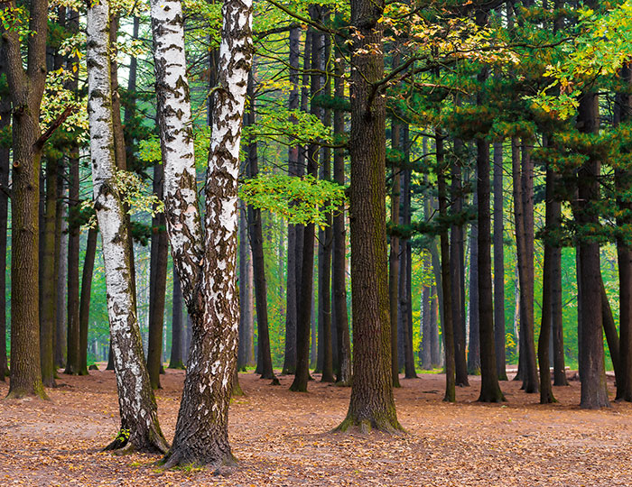 Heimischer Wald | chilli:freiburg:stadtmagazin